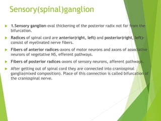 Nervous system ( CENTRAL NERVOUS SYSTEM ) | PPTX