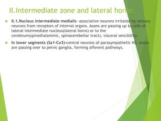 Nervous system ( CENTRAL NERVOUS SYSTEM ) | PPTX