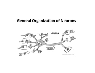 Nervous System 1 (63).pptx