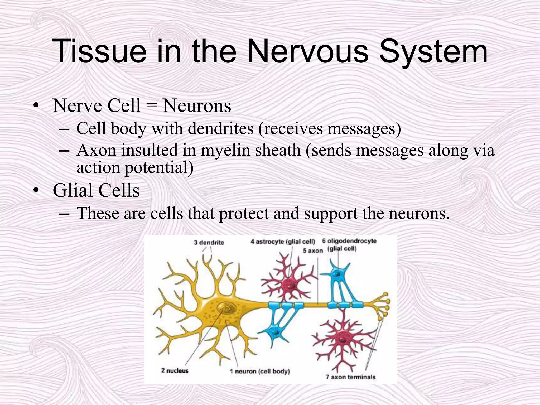 Nervous System Introduction and Central Nervous System | PPTX
