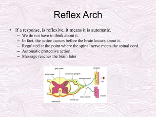 Nervous System Introduction and Central Nervous System | PPTX