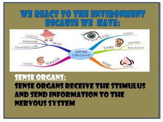 Nervous system 2 | PPT