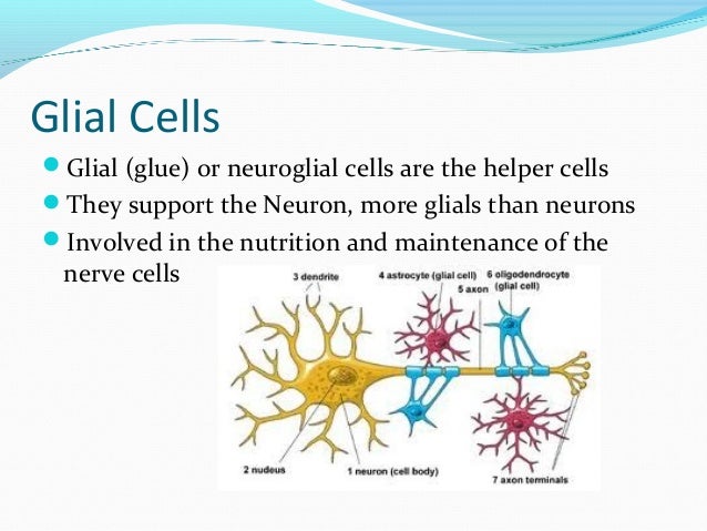 Nervous system2