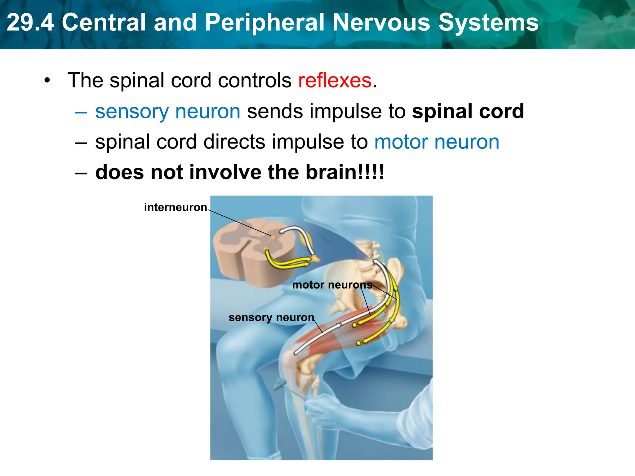 NERVOUS SYSTEM - The central nervous system and the peripheral nervous ...