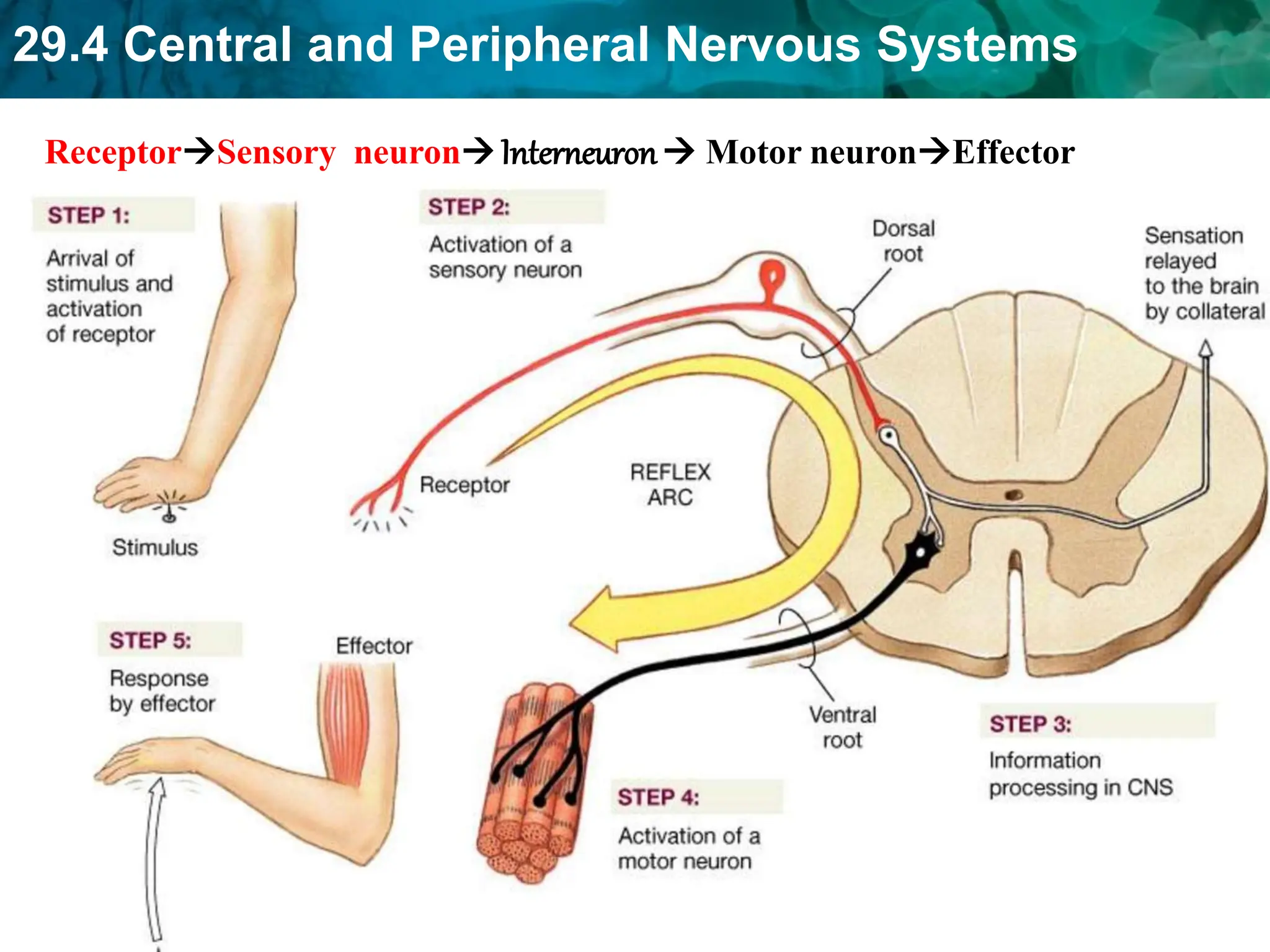 NERVOUS SYSTEM - The central nervous system and the peripheral nervous system | PPT
