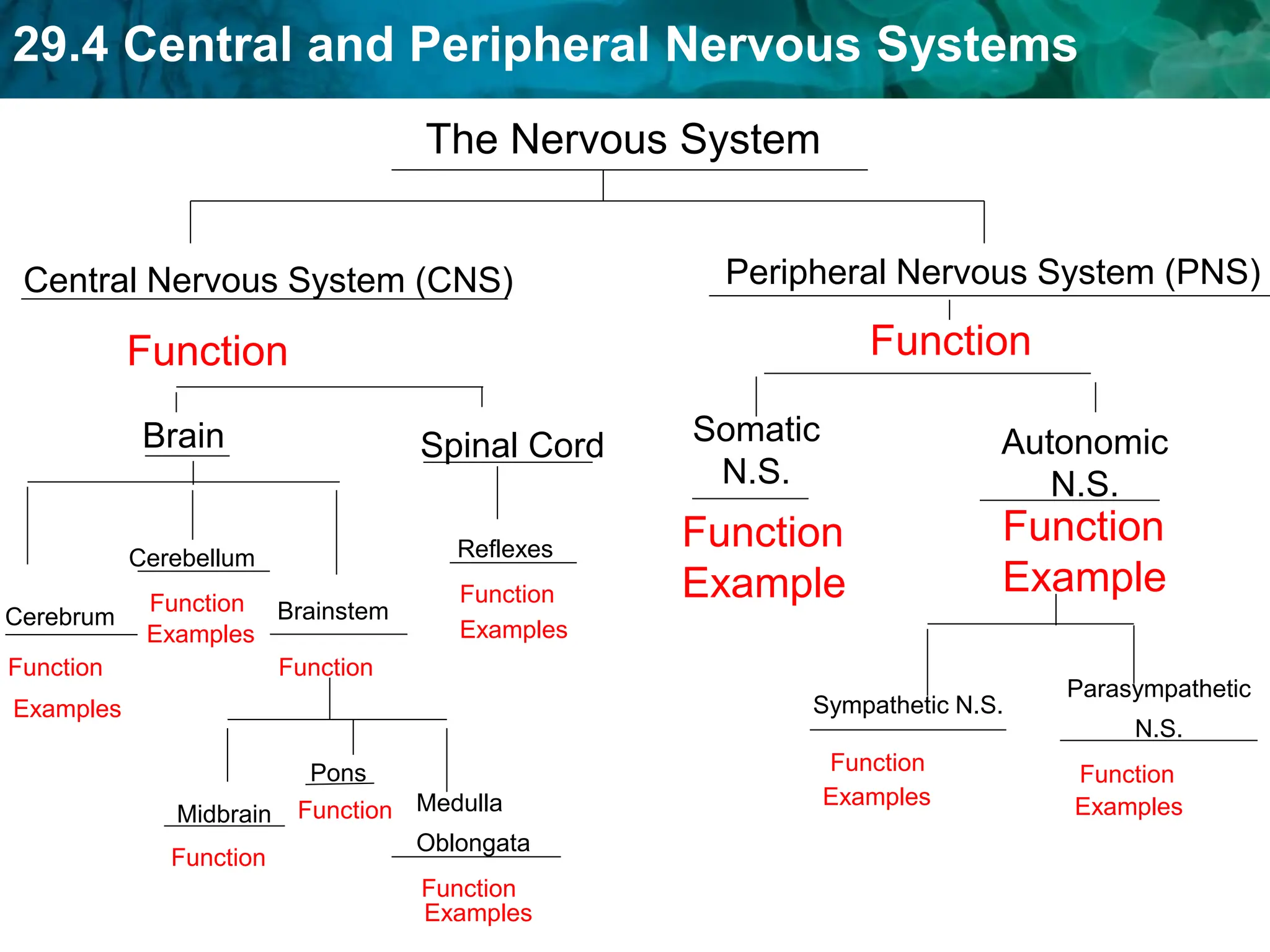 NERVOUS SYSTEM - The central nervous system and the peripheral nervous system | PPT
