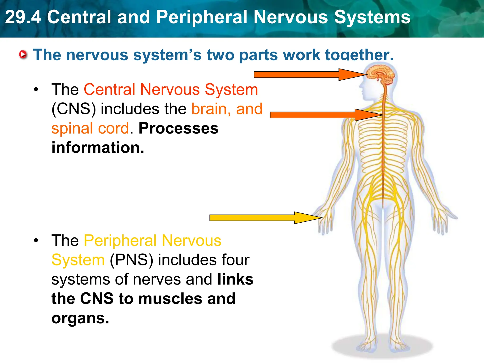 NERVOUS SYSTEM - The central nervous system and the peripheral nervous system | PPT