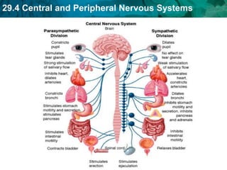 NERVOUS SYSTEM - The central nervous system and the peripheral nervous system | PPT