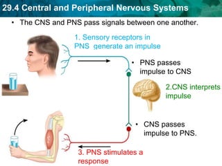 NERVOUS SYSTEM - The central nervous system and the peripheral nervous ...