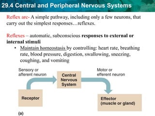 NERVOUS SYSTEM - The central nervous system and the peripheral nervous ...