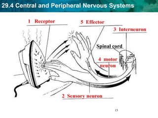 NERVOUS SYSTEM - The central nervous system and the peripheral nervous ...