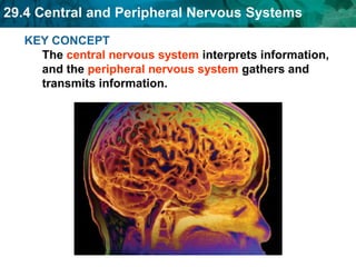 NERVOUS SYSTEM - The central nervous system and the peripheral nervous ...