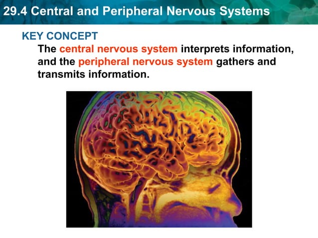 NERVOUS SYSTEM - The central nervous system and the peripheral nervous ...
