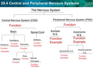 NERVOUS SYSTEM - The central nervous system and the peripheral nervous ...