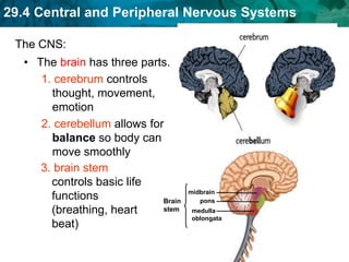 NERVOUS SYSTEM - The central nervous system and the peripheral nervous ...