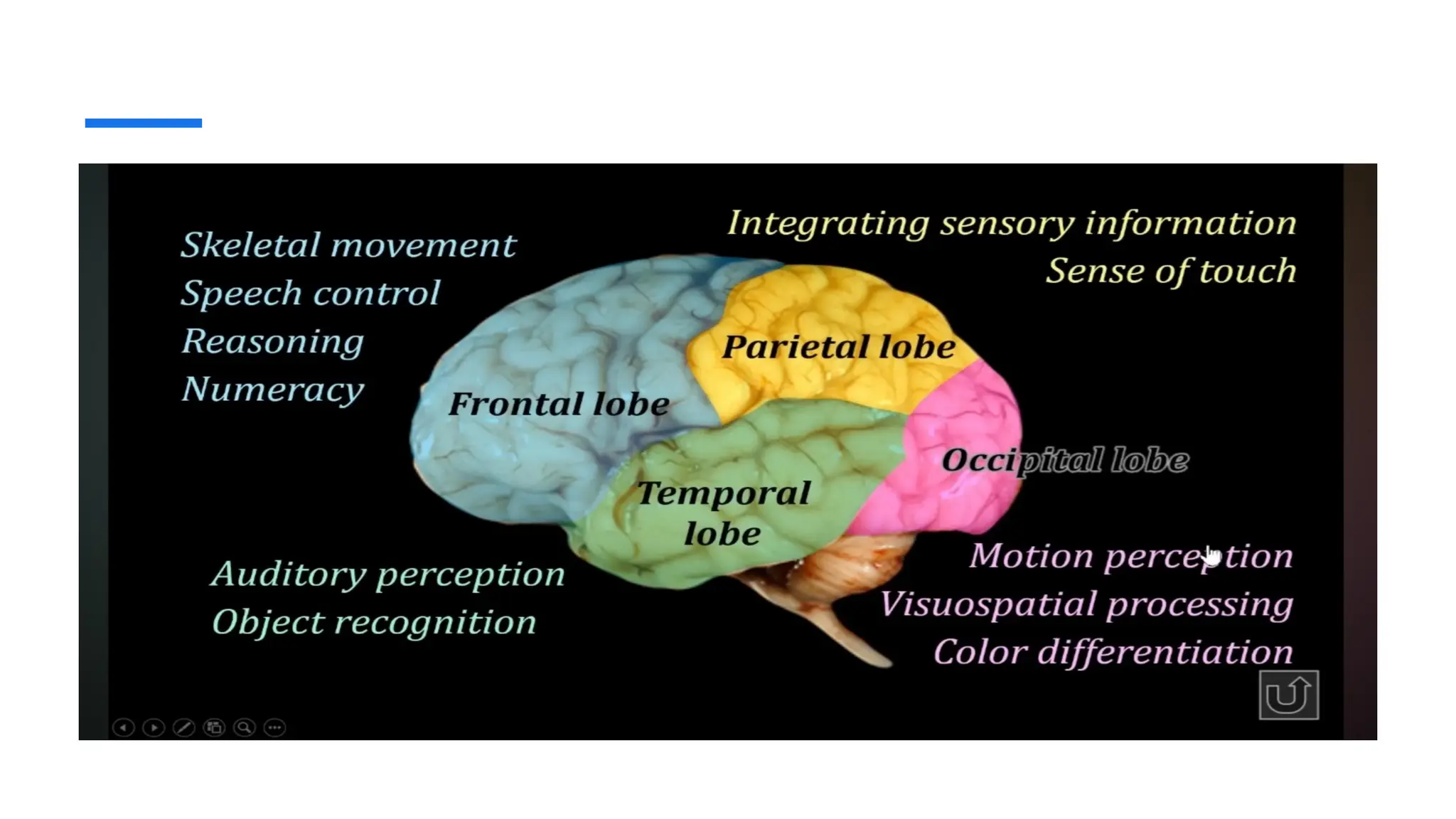 Human nervous system controls and coordination part 1 | PPTX