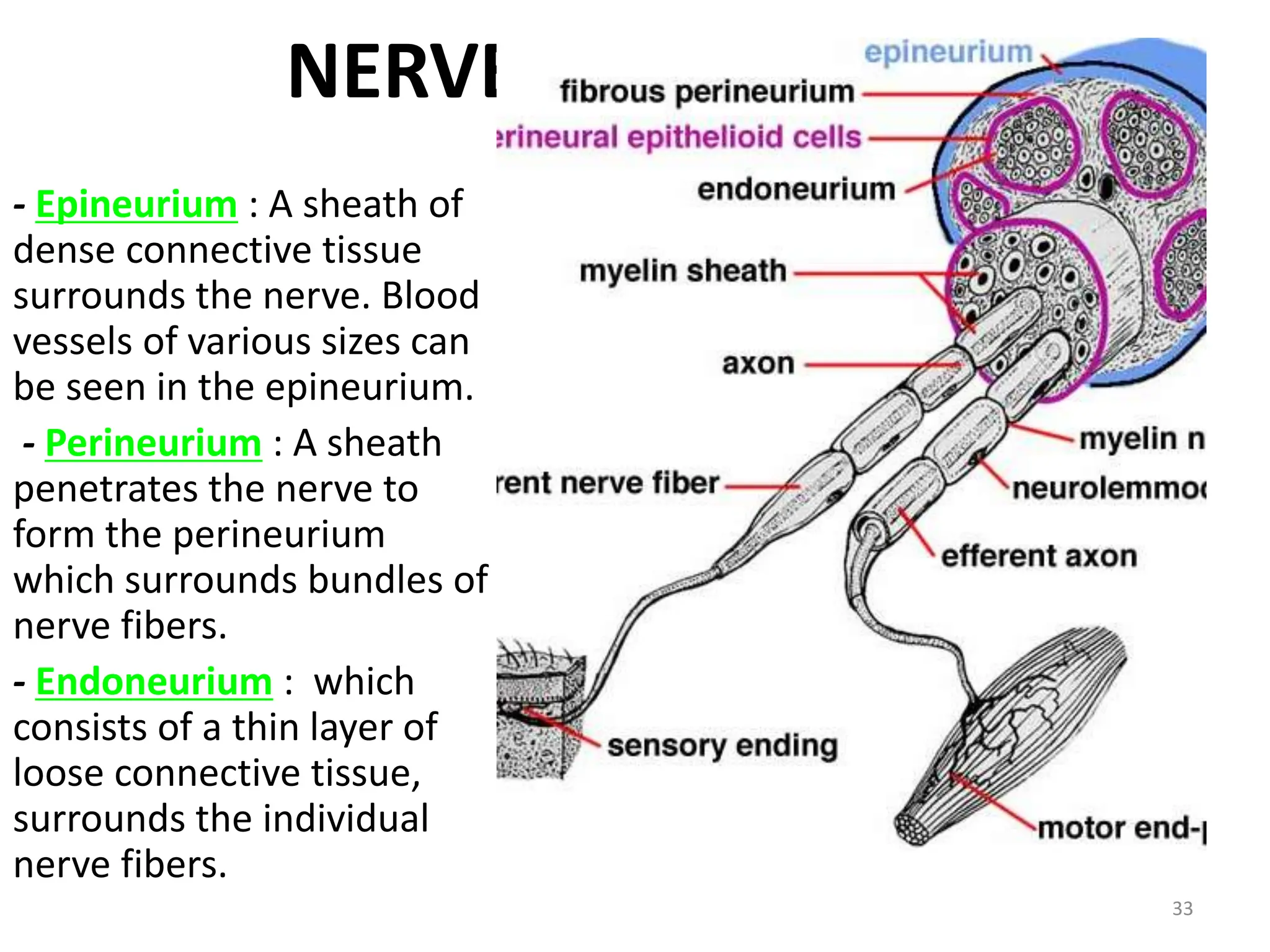 Nervous system anatomy and physiolog.ppt