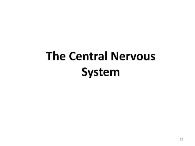 Nervous system anatomy and physiolog.ppt