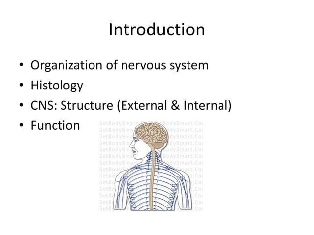 Nervous system anatomy and physiolog.ppt