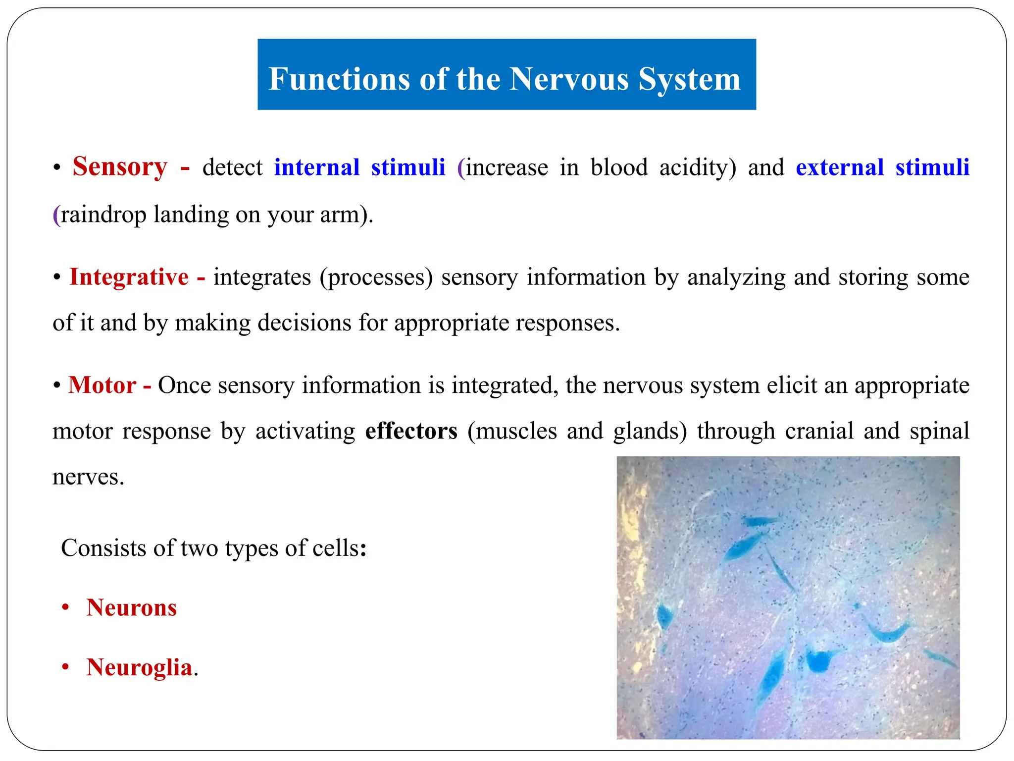 Nervous system 2023.pdf detailing propagation through myelinated and ...