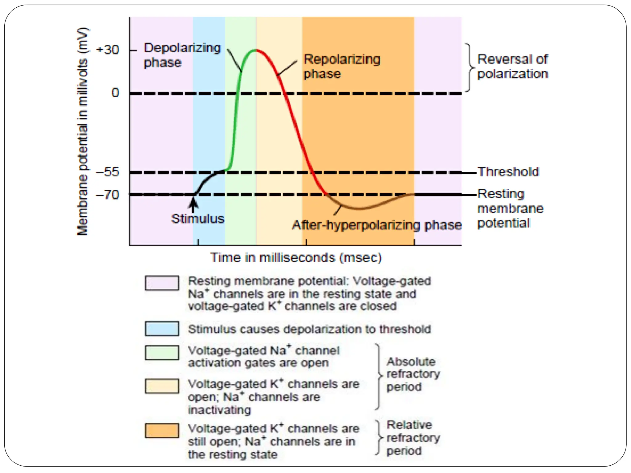 Nervous system 2023.pdf detailing propagation through myelinated and ...