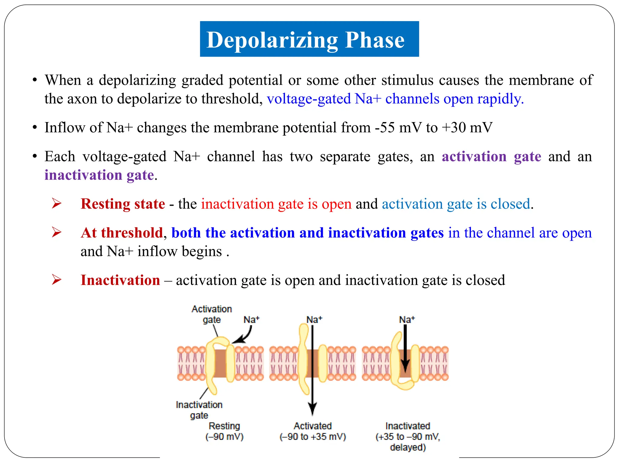 Nervous system 2023.pdf detailing propagation through myelinated and ...