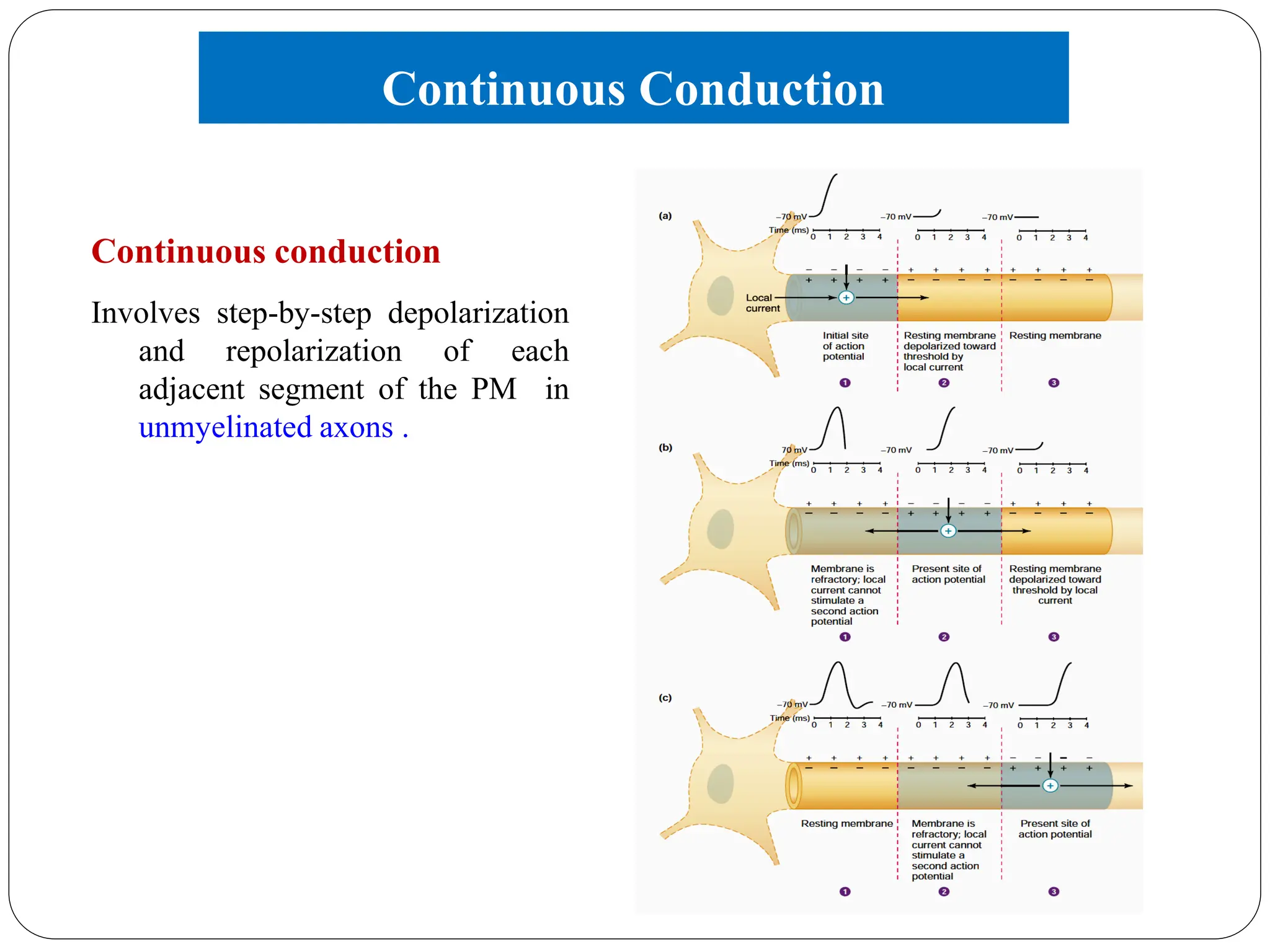 Nervous system 2023.pdf detailing propagation through myelinated and ...