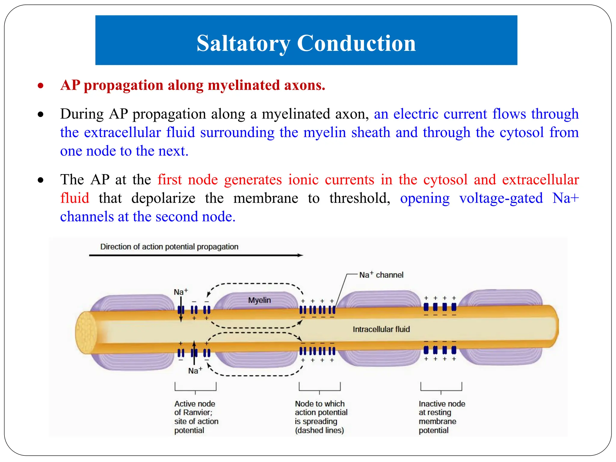 Nervous system 2023.pdf detailing propagation through myelinated and ...