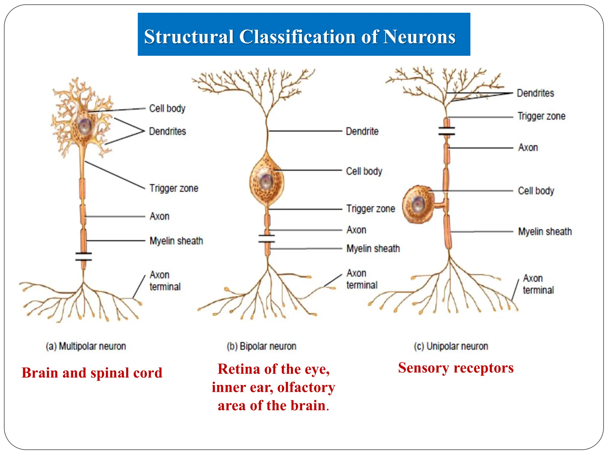 Nervous system 2023.pdf detailing propagation through myelinated and ...