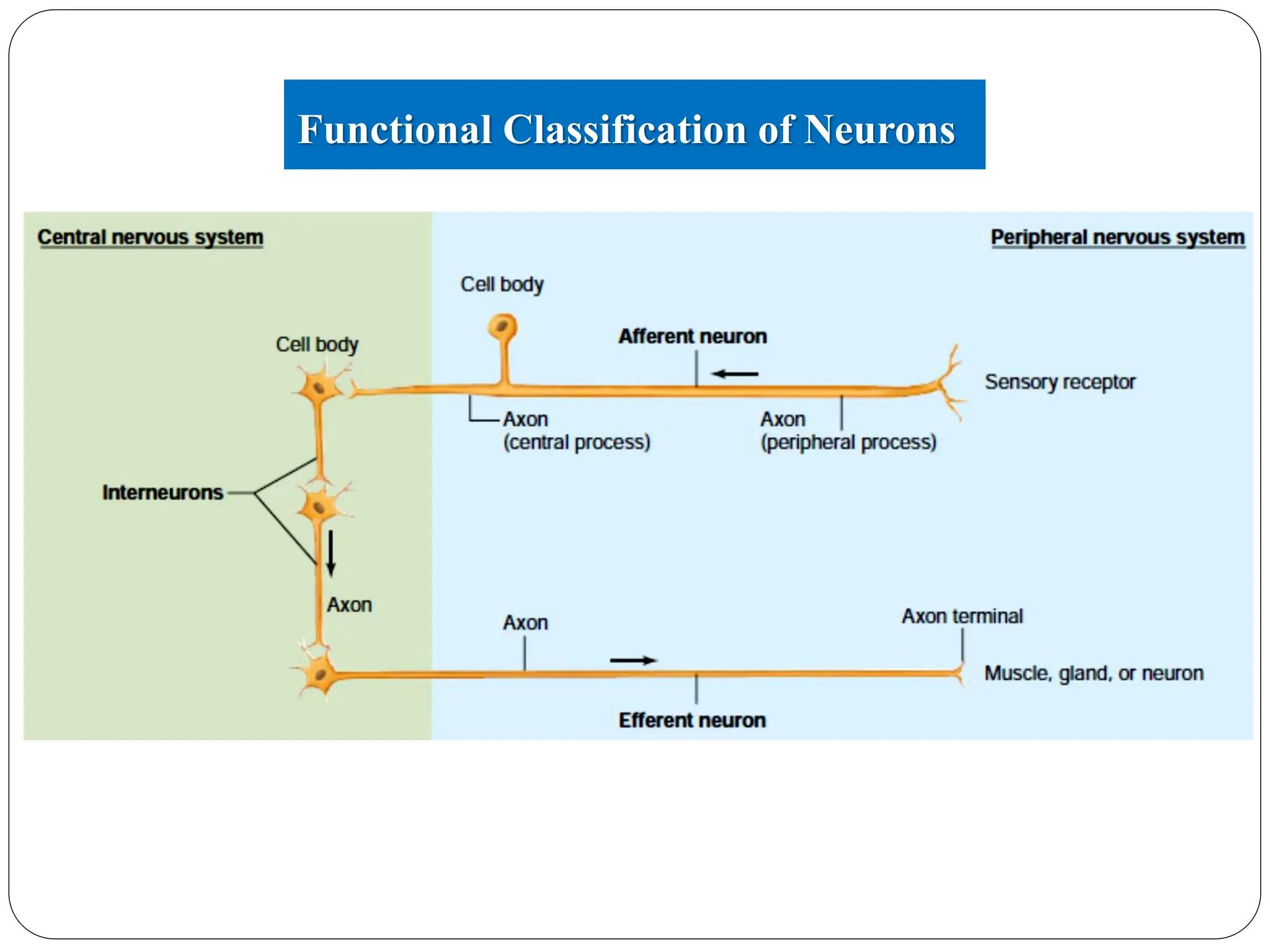 Nervous system 2023.pdf detailing propagation through myelinated and ...