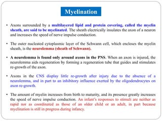 Nervous system 2023.pdf detailing propagation through myelinated and ...