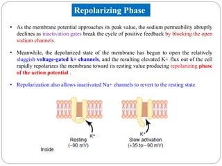Nervous system 2023.pdf detailing propagation through myelinated and ...