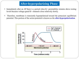 Nervous system 2023.pdf detailing propagation through myelinated and ...