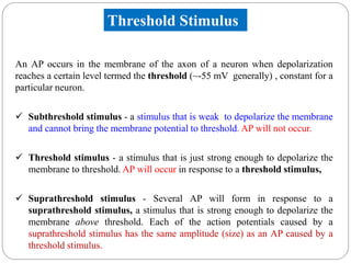 Nervous system 2023.pdf detailing propagation through myelinated and ...