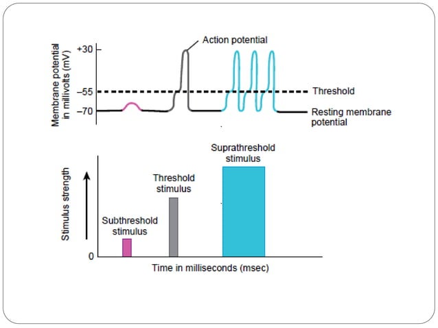 Nervous system 2023.pdf detailing propagation through myelinated and ...