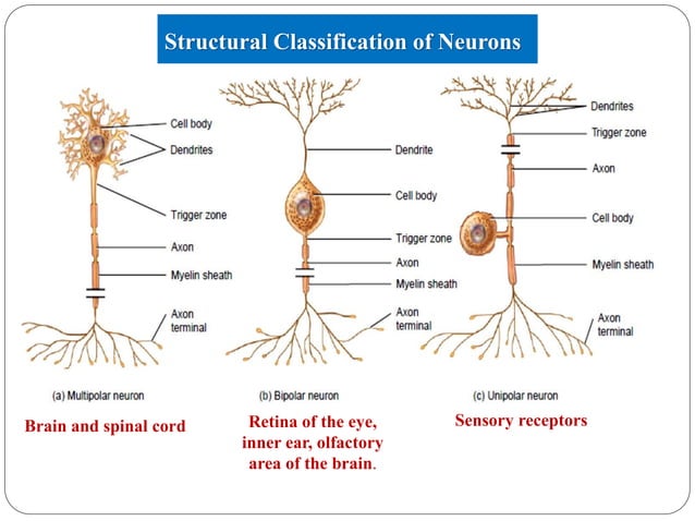 Nervous system 2023.pdf detailing propagation through myelinated and ...