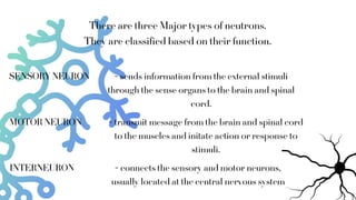 NERVOUS SYSTEM OF THE BODY AND HOW IT FUCTIONS | PDF