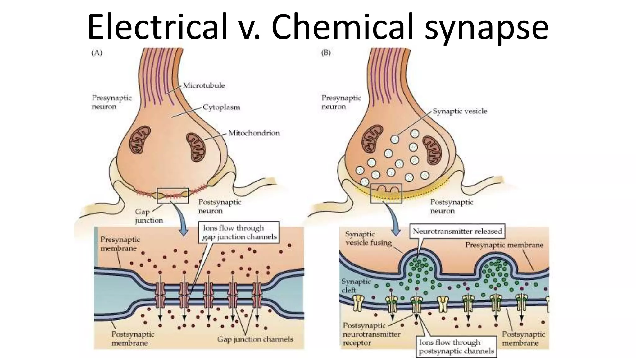 Nervous system 3; Synapses and Neurotransmitters | PPTX