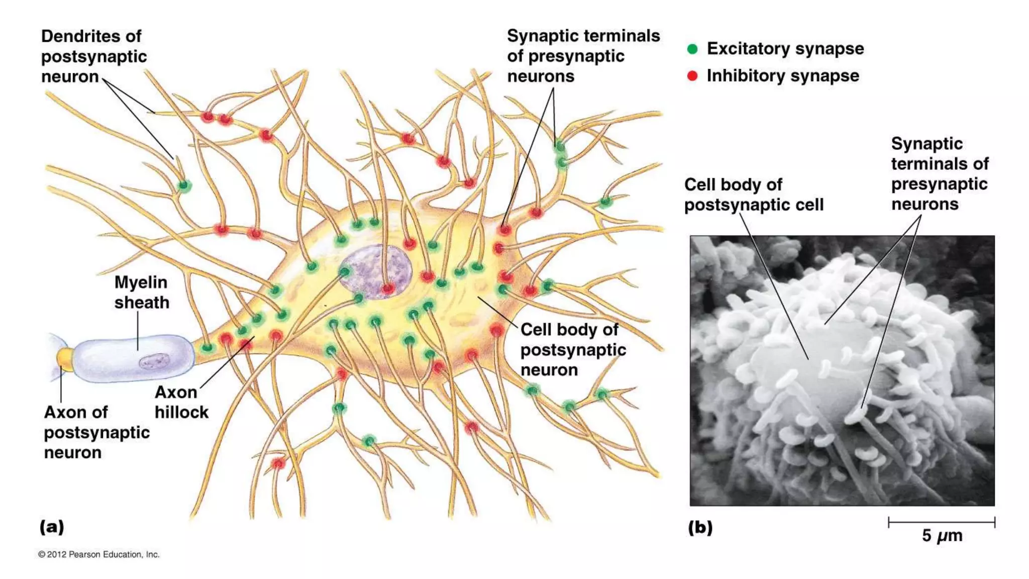 Nervous system 3; Synapses and Neurotransmitters | PPTX | Brain and ...