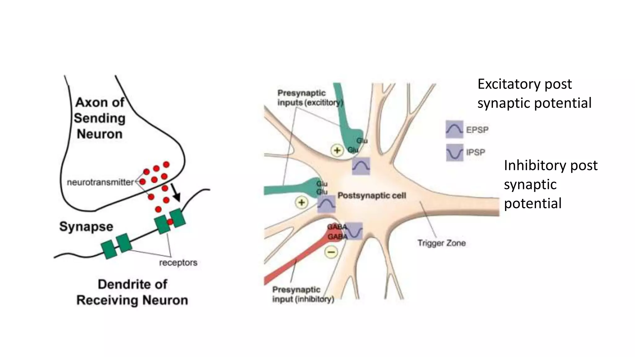 Nervous system 3; Synapses and Neurotransmitters | PPTX