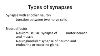 Nervous system 3; Synapses and Neurotransmitters | PPTX