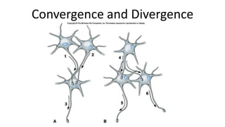 Nervous system 3; Synapses and Neurotransmitters | PPTX