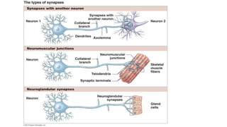 Nervous system 3; Synapses and Neurotransmitters | PPTX