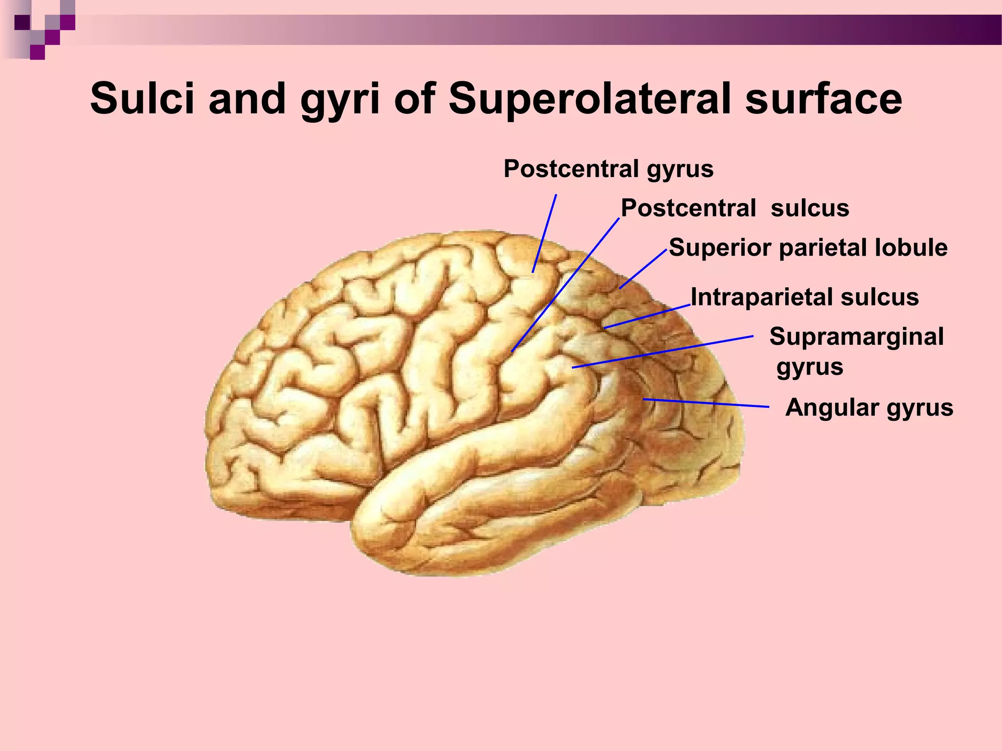Nervous system terminal brain | PPT