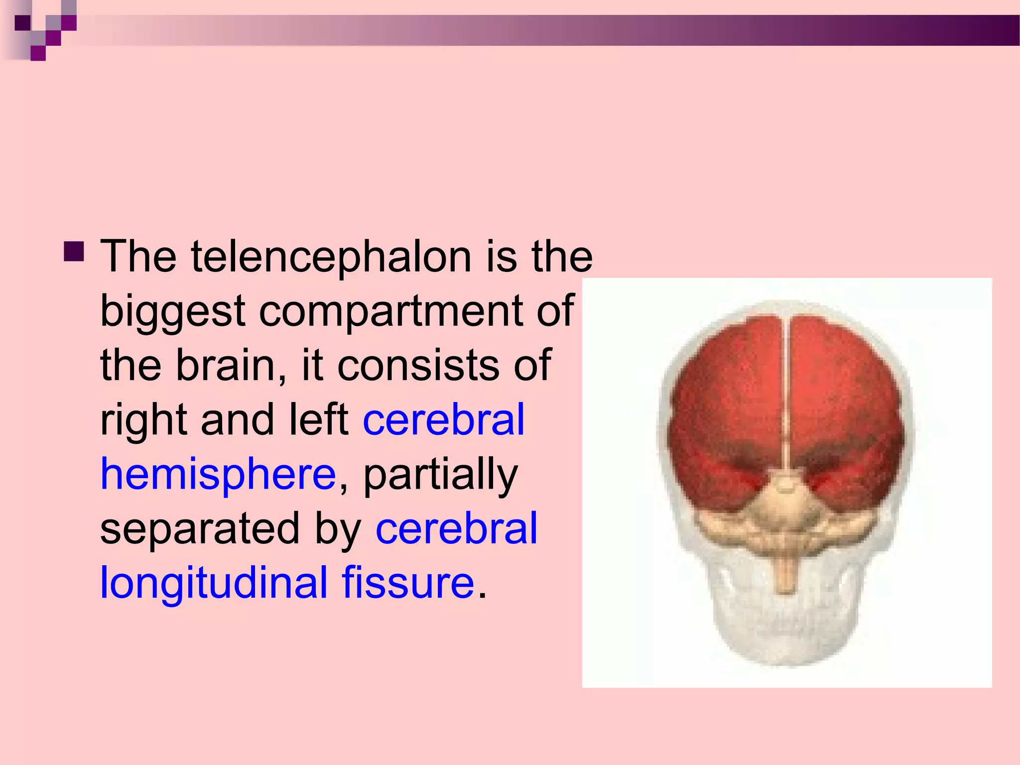 Nervous system terminal brain | PPT