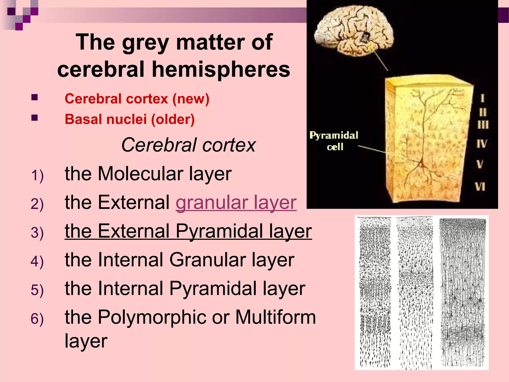 Nervous system terminal brain | PPT