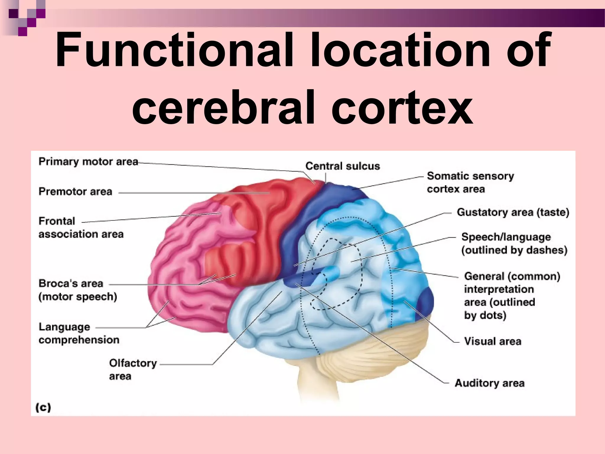 Nervous system terminal brain | PPT