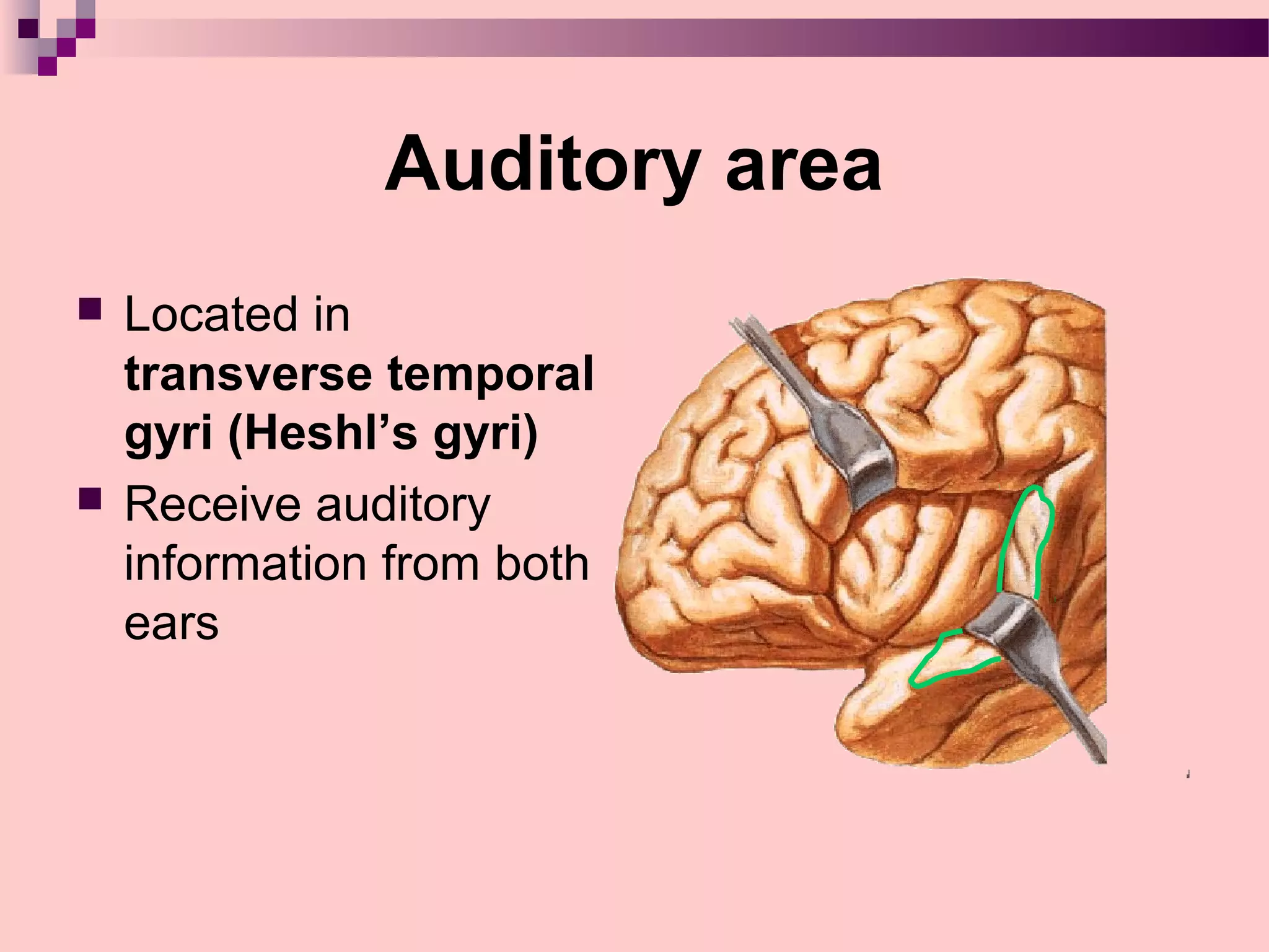 Nervous system terminal brain | PPT