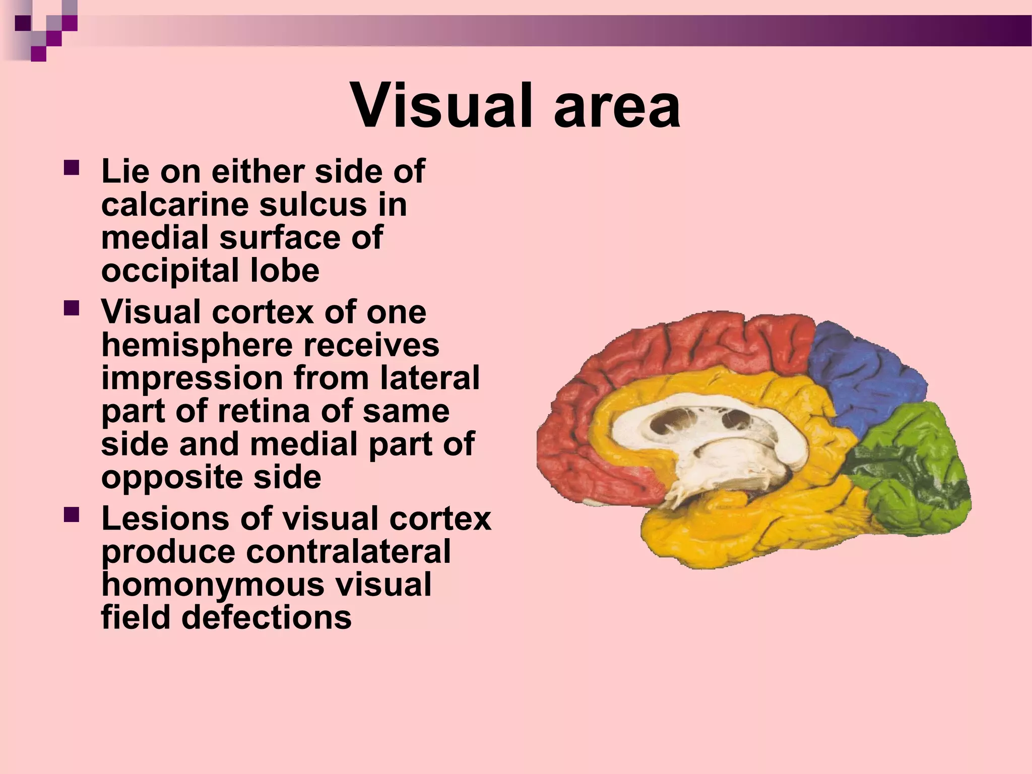 Nervous system terminal brain | PPT