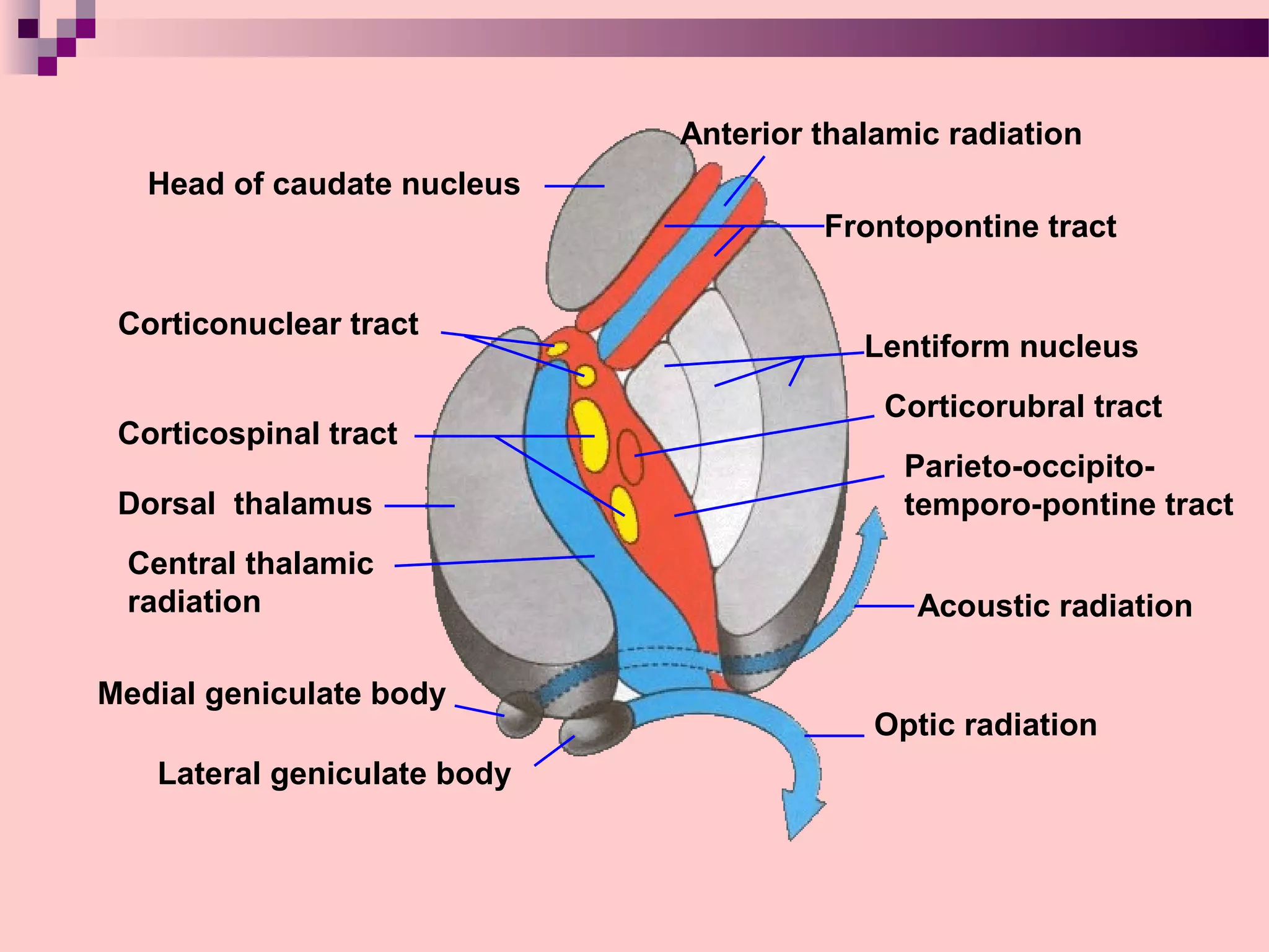 Nervous system terminal brain | PPT